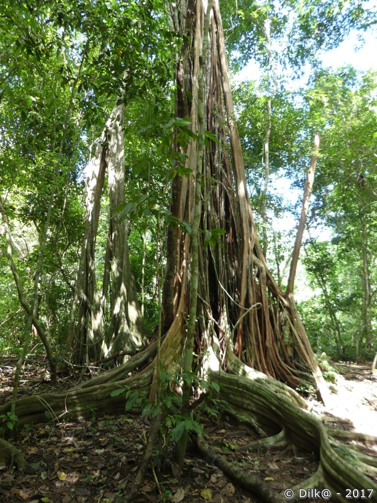 Parque Nacional Corcovado - Voyager, découvrir, partager